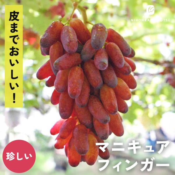 マニキュアフィンガーは、その名の通り、細長い果実の先端が鮮やかな赤に色づき「マニキュアを塗った女性の指」のような、とてもユニークな姿をしたぶどうです。中国では「美人指」という名前でも広く知られています。果皮がとてもやわらかいため皮ごと食べる...