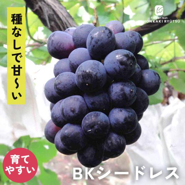 BKシードレスは、最高糖度20〜24度という圧倒的な甘さで、酸味が少なくジューシーな品種です。豊かなブドウの香りと歯ごたえの良い果肉が特徴。皮離れが良く種無しなので、お子さまからお年寄りまでパクパク食べやすいと好評です！さらに、病害虫や裂果...