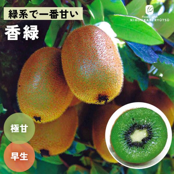 香緑（こうりょく）は、一般的なスーパーでは滅多に見かけない、希少価値の高いキウイです。大きめの縦長な俵型で、しっかりとした産毛に覆われているのが特徴。早い時期から実が熟す早生品種です。最大の魅力は、緑肉系キウイの中でトップクラスの「糖度18...