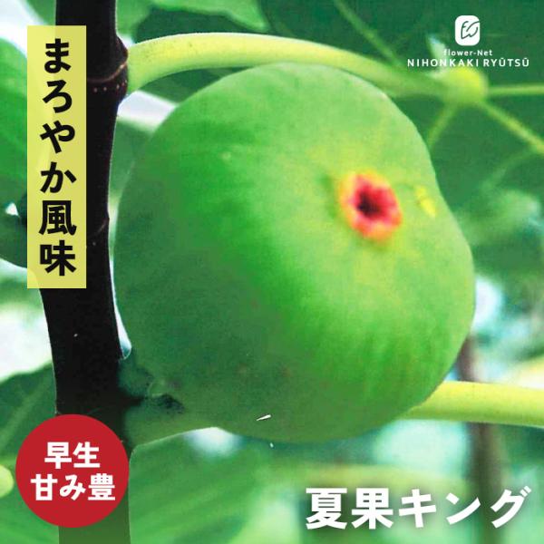 【特徴】本格的な夏の訪れを告げる6月下旬頃から収穫が始まる、珍しい「夏果専用」の早生いちじくです。熟しても果皮が爽やかな緑色から薄黄緑色のままであることが特徴で、実を割ると鮮やかな紅色の果肉が現れます。他の品種に先駆けて比較的早い時期から実...
