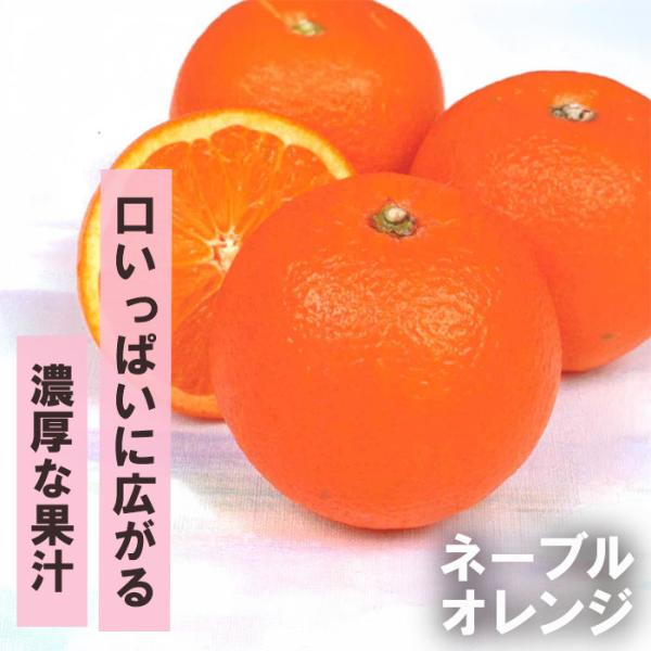 数あるオレンジの中でも、圧倒的な美味しさで知られるネーブルオレンジ。最大の魅力は、酸味が少なく際立つ「濃厚な甘み」と、カットした瞬間に鼻に抜ける「爽やかな香り」。濃厚な果汁は、一度食べたら忘れられない贅沢な味わいです。さらに種がほとんど入ら...