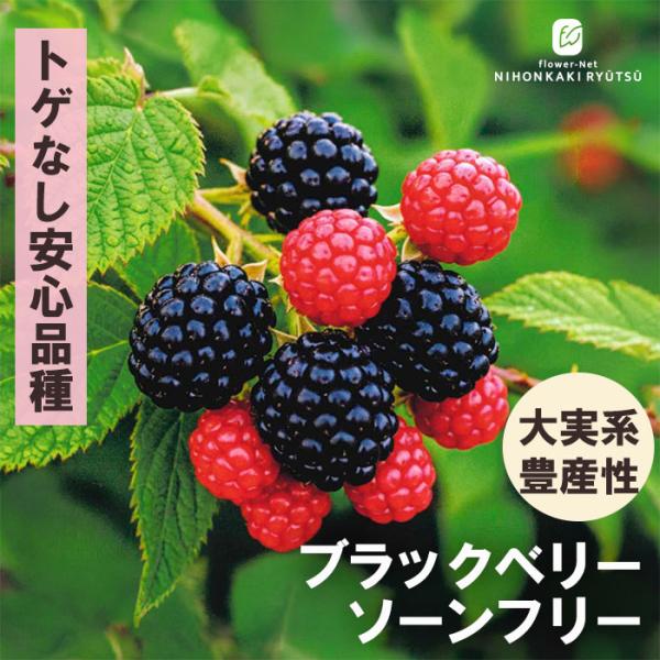 トゲなしで、驚きの豊産性を持つ、とても育てやすい品種です。1本で毎年たくさんの実がなる、豊産性に優れています。味は酸味が強い品種ですので、ジャムやソースに加工するのがオススメです。・糖度　10度程度・大きさ　中粒・熟期　6月〜7月・受粉樹　...
