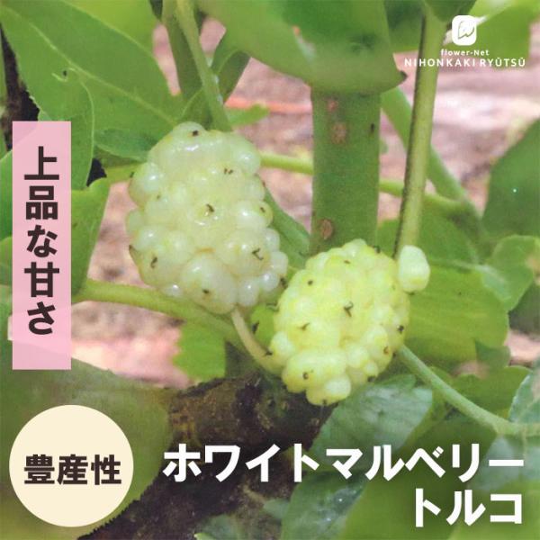 ホワイトマルベリーは、非常に甘みが強く上品な味わいです。白実品種の中では最大果品種で、生食で楽しむことが出来ます。生食だけでなく、乾燥させてドライフルーツやハーブティーとしてもとても美味しいです。・糖度　25度〜26.5度程度・大きさ　中実...