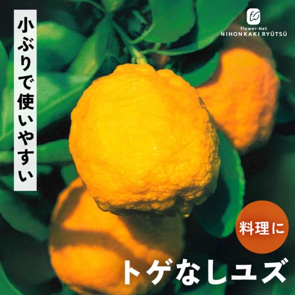 トゲが少なく、家庭でも育てやすい品種です。樹が若いうちは一時的に大きなトゲが出ることもありますが、生長するにつれて小さく退化し、扱いやすくなります。樹形もコンパクトにまとまりやすく、限られたスペースでの栽培にもぴったり。果実は大実ユズと変わ...