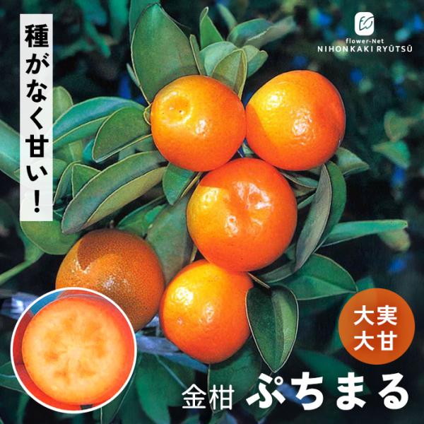 ぷちまるは、1999年に開発された種無し品種です。通常の金柑よりもやや大ぶりで、果皮の甘みが強く、特有の苦みがないのが特徴。完全な種はほぼ入らないため、収穫してそのまま皮ごと手軽に食べられます。定番の甘露煮やマーマレード、コンポートなどの加...
