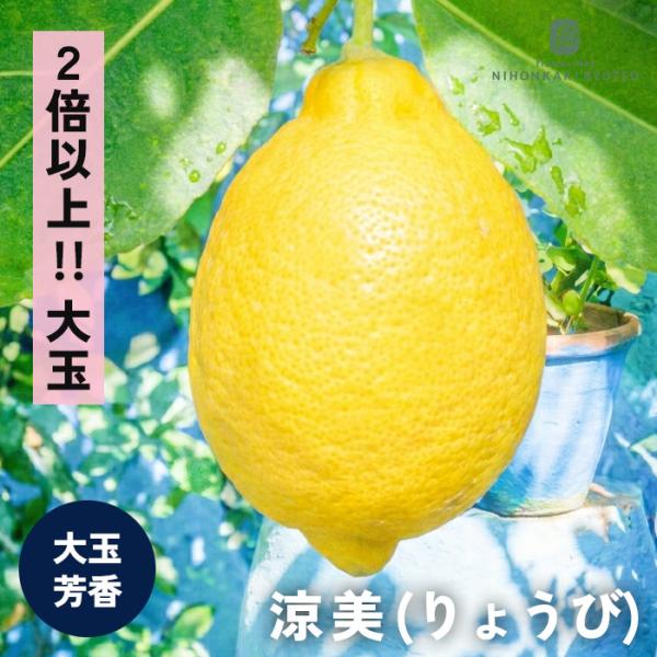 凉美は、その名の通り日本の気候に適応した晩生品種。一般的なレモンと比較して2倍以上、ずっしりとした重みを感じる巨大な果実に成長します。冬の間は爽やかなグリーンレモンの姿で木に実ったまま越冬し、春から夏にかけて鮮やかなイエローへと色づいていく...