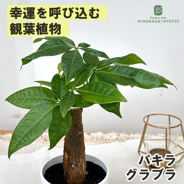 ■商品説明どんなインテリアにも溶け込みやすいシンプルな白い鉢に入ってのお届けです。 丸みのある鉢がキュートでスタイリッシュなデザインとなっていて、シンプルな鉢はどんなインテリアにも自然に溶け込み、空間を明るい印象にします。 届いたその日から...