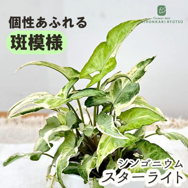 ■商品説明どんなインテリアにも溶け込みやすいシンプルな白い鉢に入ってのお届けです。 丸みのある鉢ががキュートでスタイリッシュなデザインとなっていて、シンプルな鉢はどんなインテリアにも自然に溶け込み、空間を明るい印象にします。 届いたその日か...