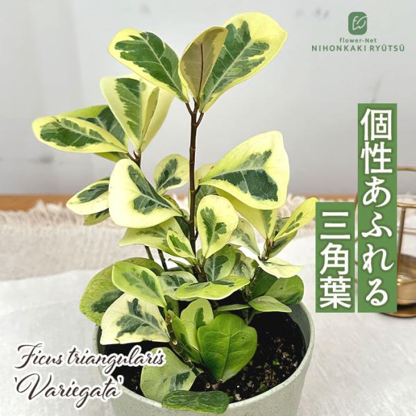 ■特徴アートのような斑がおしゃれな観葉植物です。 小さめで可愛い葉でインテリアにぴったり。 耐寒性、耐陰性もあり育てやすい植物です。■置き場所風通しの良い場所で管理します。 直射日光は葉焼けするので避けましょう。 冬は室内の暖かい場所に置き...