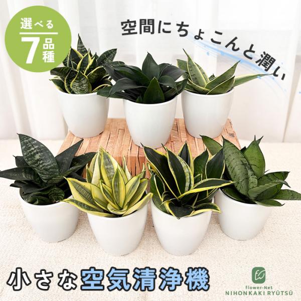 【商品説明】どんなインテリアにも溶け込みやすい、シンプルな白い鉢に入ってのお届けです。シンプルな鉢はハニー系ならではの美しいロゼットをより一層引き立てます。手のひらサイズにギュッと詰まった個性が魅力で、届いたその日からお気に入りのデスクや棚...