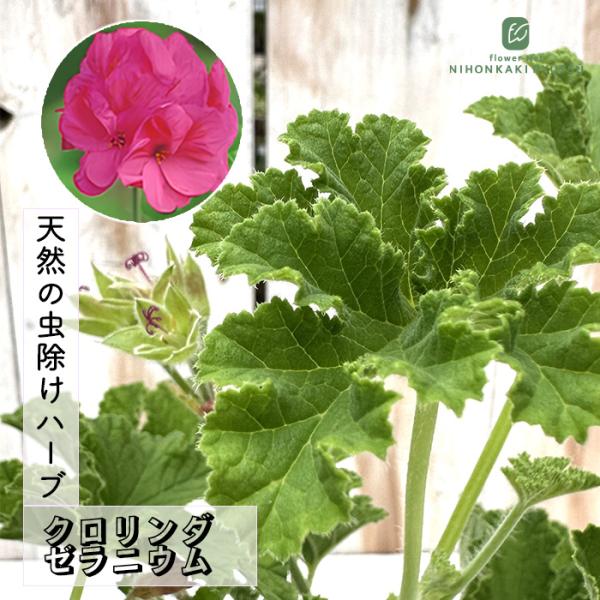 ■特徴クロリンダゼラニウムの葉は、他のハーブゼラニウムに比べて丸みがあり、ウッディでフローラル系の爽やかな香りがし、香りを楽しむための品種です。 他のハーブゼラニウムと比べて、大きく華やかなローズピンク色の花が咲きます。 アロマ、ポプリなど...