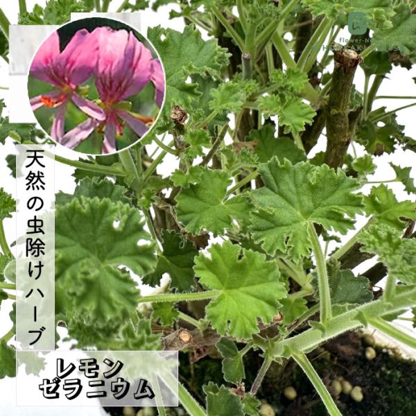 ■特徴葉の縁が細かくギザギザと波打つように縮れており、もぎたてレモンのような圧倒的な爽やかな強い香りがします。 可憐で小さな薄紫ピンクの花を咲かせます。 アロマ、ポプリなどに使用されます。 蚊など、虫除けハーブとして知られ、ベランダなどに置...