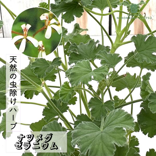 ■特徴コンパクトで葉の形や色合いが美しいことから、インテリアグリーンや寄せ植えの素材としても人気なナツメグゼラニウム。スパイスのナツメグを思わせる、独特の深みのあるスパイシーで甘い香りがします。 小さく愛らしい白い花を咲かせます。花は薄くピ...