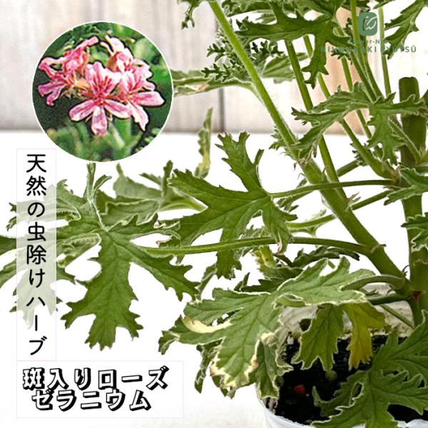 ■特徴深く切れ込みの入ったグリーングレーの葉の縁をクリームホワイトの斑が不規則に縁取ります。 春から初夏にかけてうっすらとピンク色をした可憐な小花を咲かせます。 アロマや香料などに使用されます。 蚊に軽い効果があるので、玄関、ベランダなどに...