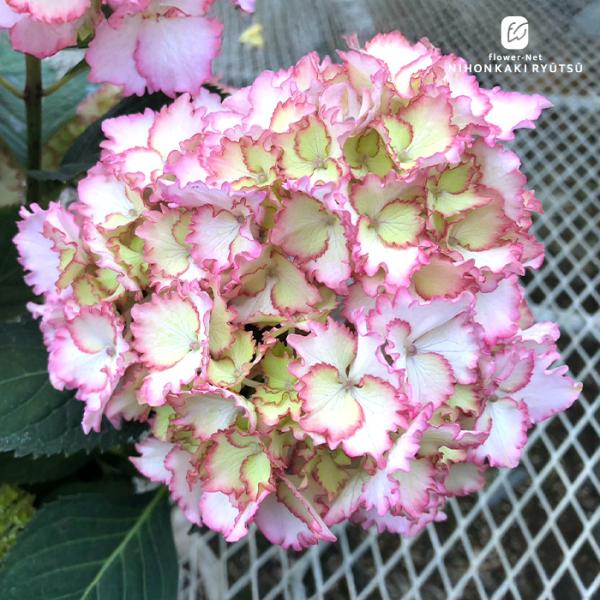 【特徴】1つ1つの花びら（装飾花）が細かく、かつウェーブするようにひらひらと波打つ独特の質感です。花全体にフリルのような立体感と動きがあり、とても軽やかで可憐な印象を与えます。みこと。【アジサイについて】落葉低木で梅雨時に花を咲かせ、丈夫で...