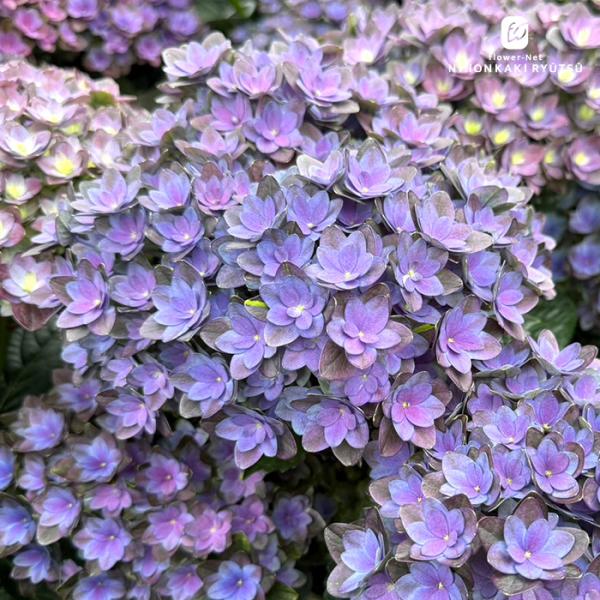 【置き場所】日陰のイメージがありますが、日当たりの良い場所の方が花付きが良くなります。夏の強い西日は嫌うため、それを避けられる環境が最適です。【用土】花色をコントロールしたい場合は、アジサイ専用（赤花・青花）に販売されている培養土を利用する...