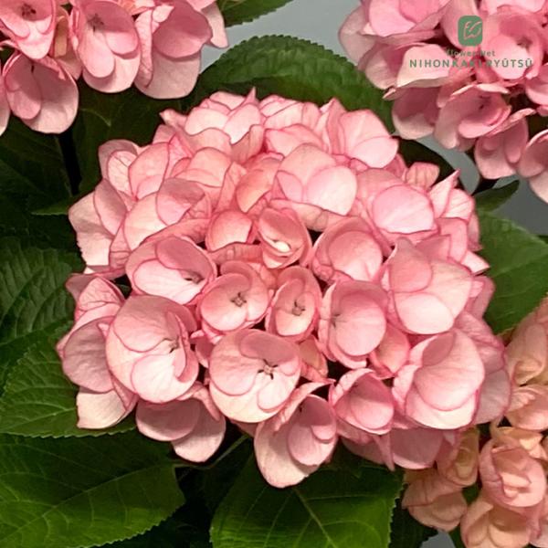 【特徴】美しく濃い赤〜黒色に色づくダークな軸が引き締め役となり、ピンク系の花とのコントラストでまるで影絵のような、ノスタルジックで絵画的な美しさを演出します。【アジサイについて】落葉低木で梅雨時に花を咲かせ、丈夫で育てやすく鉢植えでも庭植え...