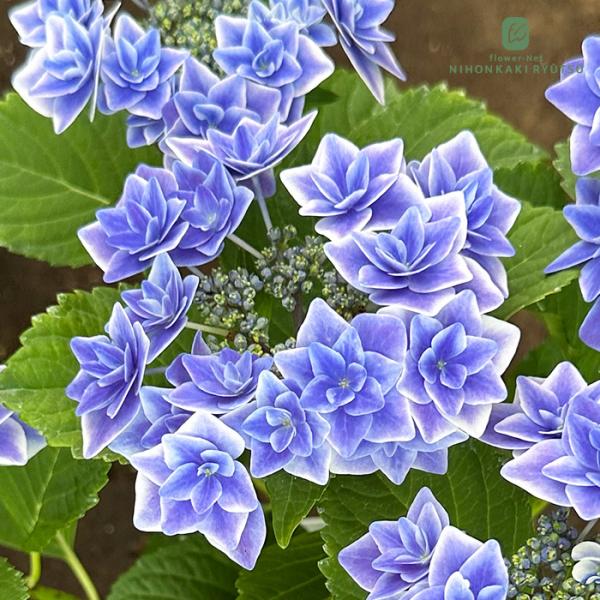 【特徴】花弁の縁に覆輪が入る八重咲きのガクアジサイです。純白の額縁の中に青い星屑を散りばめたような爽やかなコントラストを楽しめるのがこの品種ならではの魅力です。【アジサイについて】落葉低木で梅雨時に花を咲かせ、丈夫で育てやすく鉢植えでも庭植...