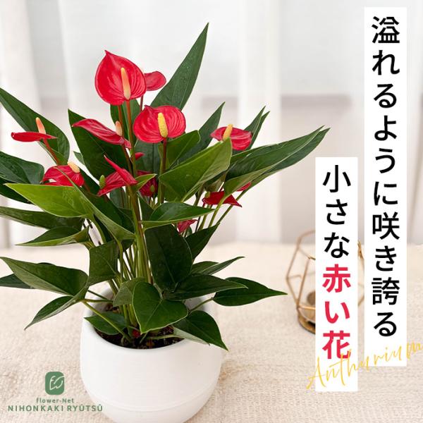 小さな花が株元から次々と集まって咲く、圧倒的な愛らしさが最大の魅力です。「ミニアンスリウム」ならではの抜群の花立ちの良さで、瑞々しい葉が茂れば茂るほど、比例するようにたくさんの可愛い花を咲かせてくれます。大輪系とはまた一味違う、にぎやかで溢...