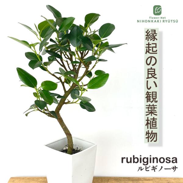 ■特徴ルビギノーサは『フランスゴムの木』の名前でも親しまれている観葉植物です。 丸みのある小さめの葉が可愛く、艶々と光沢のある葉は上品な印象です。 枝も細くしなやかで、ナチュラルな樹形を楽しむことが出来ます。 『永遠の幸せ』という花言葉もあ...