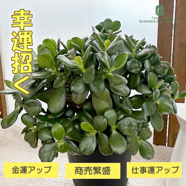 ■日当たり・置き場所ある程度の日陰にも耐えるので一年を通して室内で育てることもできますが、日陰では茎が細くなり、間延びしやすくなります。強すぎる日差しは苦手なので、真夏は風通しの良い半日陰が良いでしょう。冬は軒下でも冬越しできますが、霜や凍...