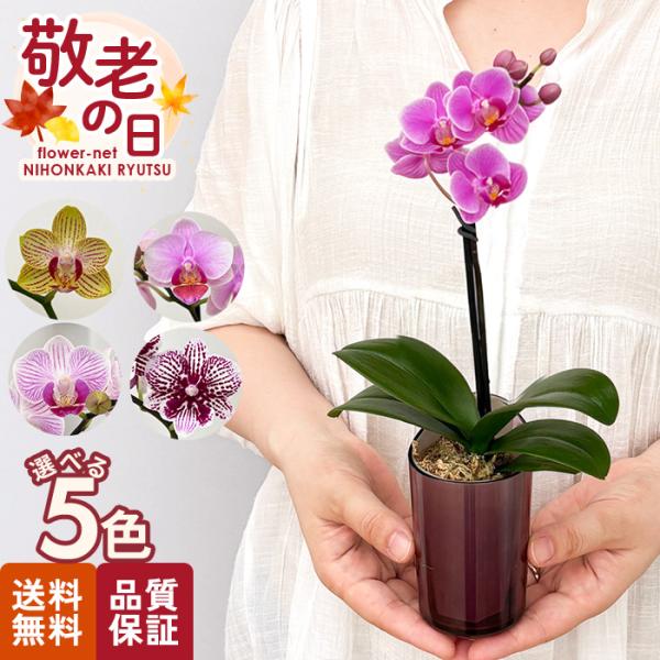 【フラワーネット日本花キ流通】敬老の日ギフトおすすめ＼3つの無料特典／・お花を傷つけない「専用ギフトボックス」・お花が初めてでも安心「育て方説明書」・届いてからも安心「品質保証」【贈る相手】女性 男性 おじいちゃん 祖父 継父 おばあちゃん...