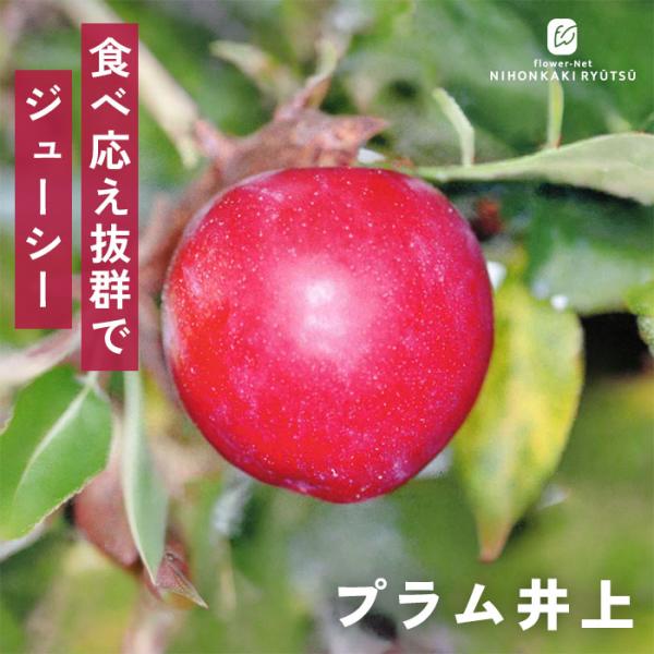 「プラム井上」は、シーズン初期から収穫が楽しめる大注目の極早生品種です。果実は大きく食べ応え抜群！鮮やかな濃い紅色の果皮をむけば、中からあふれるのは甘みと酸味のバランスが取れたジューシーな淡黄色の果肉。極早生で育てやすいく早くから収穫できる...