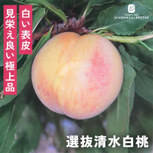 「選抜清水白桃」は、「桃の女王」と称される清水白桃の中から、さらに食味と果重に優れた系統を選抜した極上品。果皮がほとんど赤くならず、上品で透明感のある乳白色に仕上がります。絹のように滑らかな果肉と、品のある高貴な香りはまさに和の芸術品です。...