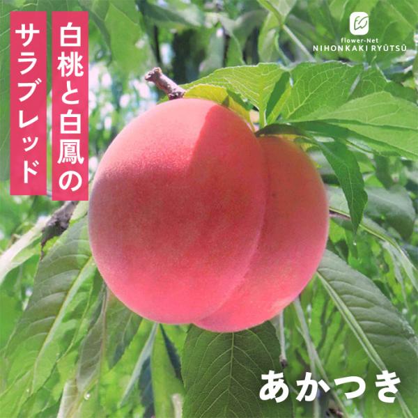 「あかつき」は「白桃」と「白鳳」という二大銘柄を交配して生まれたサラブレッドです。果肉がギュッと締まっていて日持ちが良く、糖度が非常に高く安定しているため、失敗のない王道品種として愛されています。日本の桃の生産量・人気ともにトップクラスを誇...