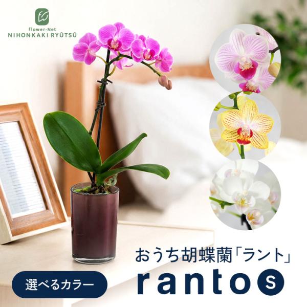 【フラワーネット日本花キ流通】〜観葉植物のようにカジュアルに飾れる〜おうち胡蝶蘭「ranto（ラント）」土を使わない底面給水×水耕栽培で、毎日のお世話は最小限。観葉植物のように暮らしに寄り添う、新しい胡蝶蘭です。お誕生日・送別・お礼など、ギ...