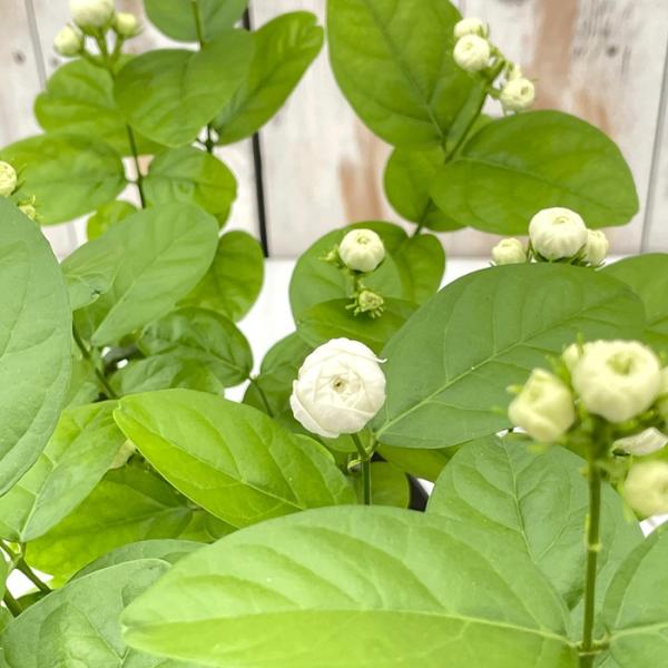 お花を食用・薬用・香水の原料として利用されているアラビアンジャスミン。ジャスミンティーには鎮静効果があると言われており、アロマテラピーとして使用され癒し効果があると言われています。通常の一重咲きや一般的な八重咲きよりもさらに花弁が重なり合っ...