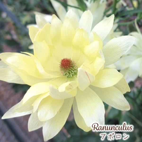 異種間交配で生まれた新しいラナンキュラス『ラックス』。スプレー咲きで次々に花が咲き、花弁に光が当たるとピカピカと輝いて見えます。比較的耐寒性があるので、多少の霜や雪が当たっても大丈夫な品種です。【置き場所】半日以上日が当たる場所、水はけのよ...