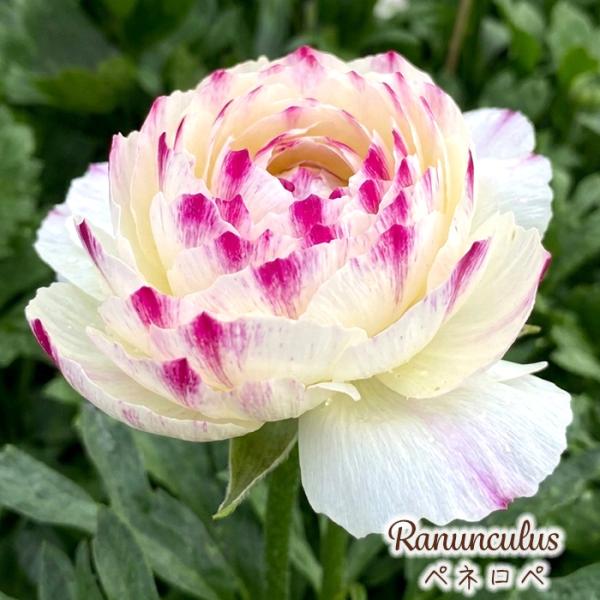異種間交配で生まれた新しいラナンキュラス『ラックス』。スプレー咲きで次々に花が咲き、花弁に光が当たるとピカピカと輝いて見えます。比較的耐寒性があるので、多少の霜や雪が当たっても大丈夫な品種です。【置き場所】半日以上日が当たる場所、水はけのよ...