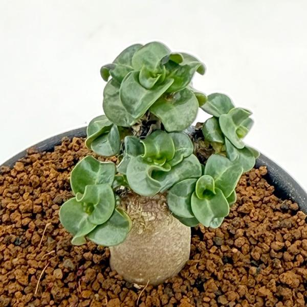 ■特徴くるくるとカールする「獅子葉（縮れ葉、縮葉）」と、どっしり丸く太る矮性のドワーフフォルムが魅力の希少アデニウムです。  節間がキュッと詰まったコンパクトな樹形は存在感抜群。 強光と風にしっかり当てることで葉のカールがより美しく引き締ま...