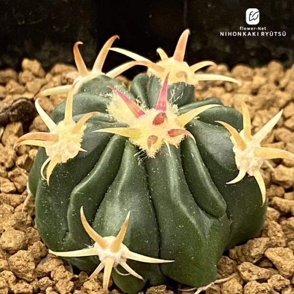 ■CORONCACTUSセレクト「自分だけのサボテンを選んでほしい」という思いから、芳山さんが一つひとつ選び抜いた苗をご用意しました。芳山さん厳選苗、どうぞお楽しみください。■日当たり春秋型種 10℃〜25℃の過ごしやすい季節によく生長し、...