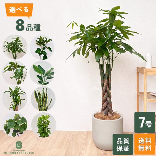 空間に心はずむ緑を。心も空間も整う、グリーンのある暮らし。 観葉植物を置くだけで、目の疲れや緊張をほぐすリラックス空間をつくり出し、自然な湿度調節やニオイ軽減で空気をクリーンに保ちながら、部屋の隅や受付を華やかでおしゃれなインテリアへと格上...