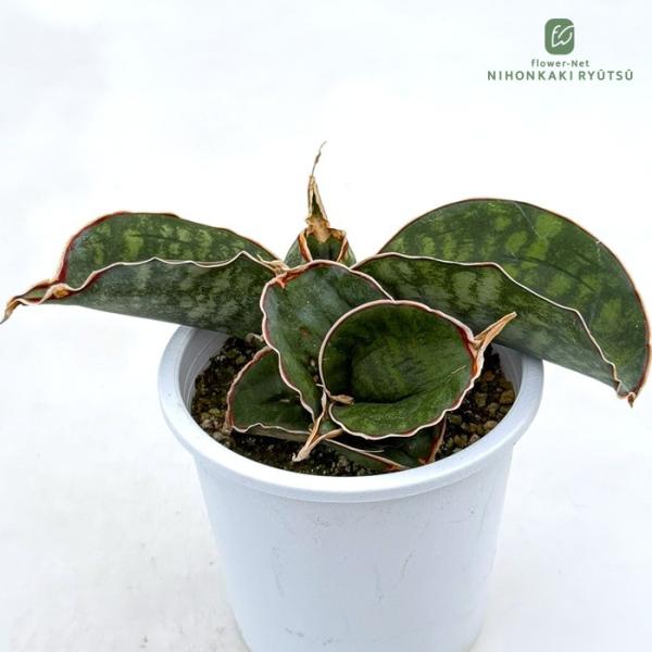 ■サンスベリアの性質サンスベリアは寒さと湿気がとても苦手な植物。温度が10℃以下になってくると、寒さに耐えるため冬眠状態に入り成長を止める性質を持っています。10℃を下回ったら水を一切与えないようにしてください。 冬季の期間、水やりをしなけ...