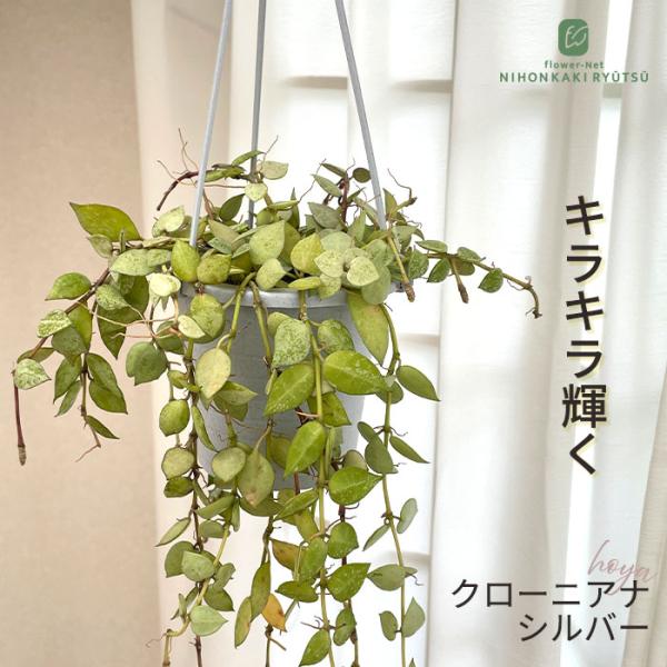 ■特徴小さい葉にシルバーのスプラッシュ斑がびっしり入るのが特徴です。■置き場所室内の明るく風通しの良い場所で管理してください。 直射日光は避けてください。 冬の寒さに注意してください。■水やり春夏は週に1度程度、冬は月に1度たっぷりと与えて...