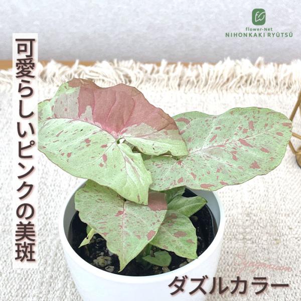 ■商品説明どんなインテリアにも溶け込みやすいシンプルな白い鉢に入ってのお届けです。 丸みのある鉢ががキュートでスタイリッシュなデザインとなっていて、シンプルな鉢はどんなインテリアにも自然に溶け込み、空間を明るい印象にします。 届いたその日か...