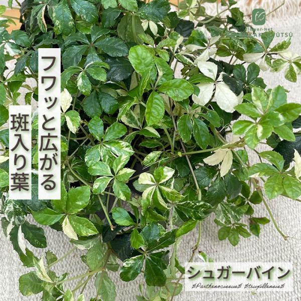 ■特徴葉の裏に甘い樹液を付けることから『sugar(砂糖)vine(ツタ)』と名付けられました。 ５枚の葉が手のひらのように広がり、珍しい斑入りの可愛らしい葉がナチュラルな雰囲気にしてくれます。 寄せ植えにも合わせやすいです。 つる性なので...