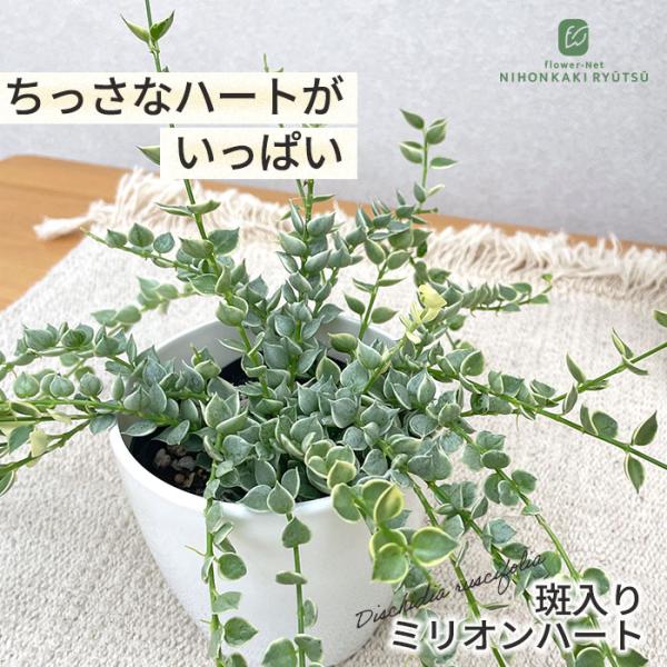 ■商品説明どんなインテリアにも溶け込みやすいシンプルな白い鉢に入ってのお届けです。 丸みのある鉢ががキュートでスタイリッシュなデザインとなっていて、シンプルな鉢はどんなインテリアにも自然に溶け込み、空間を明るい印象にします。 届いたその日か...