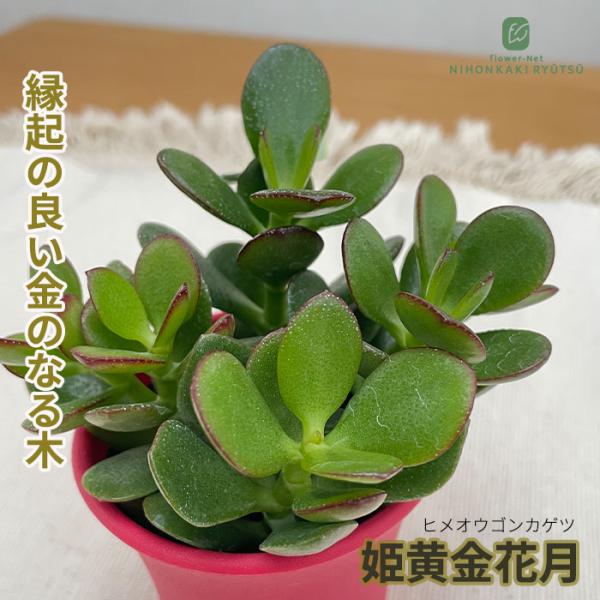 ■日当たり・置き場所ある程度の日陰にも耐えるので一年を通して室内で育てることもできますが、日陰では茎が細くなり、間延びしやすくなります。強すぎる日差しは苦手なので、真夏は風通しの良い半日陰が良いでしょう。冬は軒下でも冬越しできますが、霜や凍...