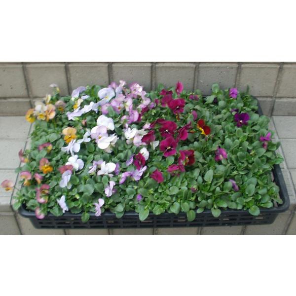 送料は、お届け日時のご指定がなく、100サイズに収まる場合は1000円の送料に訂正させて頂きます。(送料無料エリアに限る。但し、お届け日数が掛かり、品質に問題が発生する可能性のある地域は除きます)日時指定があり、100サイズに収まる場合は1...