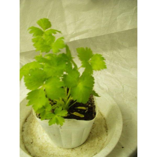 送料は、お届け日時のご指定がなく、100サイズに収まる場合は1000円の送料に訂正させて頂きます。(送料無料エリアに限る。但し、お届け日数が掛かり、品質に問題が発生する可能性のある地域は除きます)日時指定があり、100サイズに収まる場合は1...