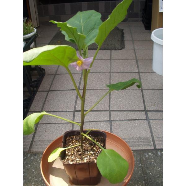 送料は、お届け日時のご指定がなく、100サイズに収まる場合は1000円の送料に訂正させて頂きます。(送料無料エリアに限る。但し、お届け日数が掛かり、品質に問題が発生する可能性のある地域は除きます)日時指定があり、100サイズに収まる場合は1...