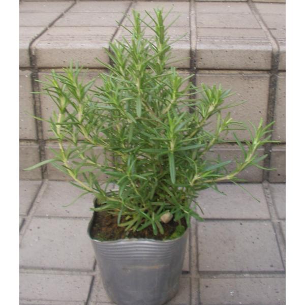 送料は、お届け日時のご指定がなく、100サイズに収まる場合は1000円の送料に訂正させて頂きます。(送料無料エリアに限る。但し、お届け日数が掛かり、品質に問題が発生する可能性のある地域は除きます)日時指定があり、100サイズに収まる場合は1...