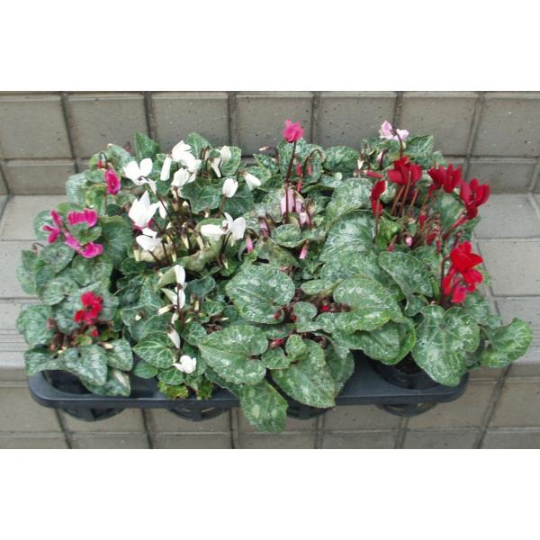 送料は、お届け日時のご指定がなく、100サイズに収まる場合は1000円の送料に訂正させて頂きます。(送料無料エリアに限る。但し、お届け日数が掛かり、品質に問題が発生する可能性のある地域は除きます)日時指定があり、100サイズに収まる場合は1...