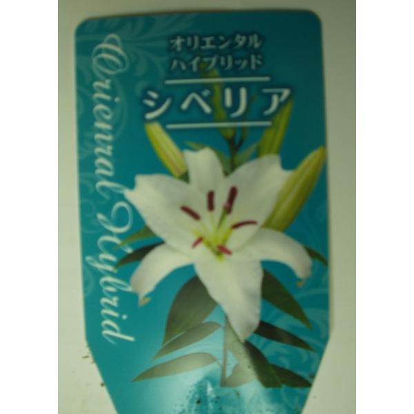 送料は、お届け日時のご指定がなく、100サイズに収まる場合は1000円の送料に訂正させて頂きます。(送料無料エリアに限る。お届け日数が掛かり、品質に問題が発生する可能性のある地域は除きます)日時指定があり、100サイズに収まる場合は1200...