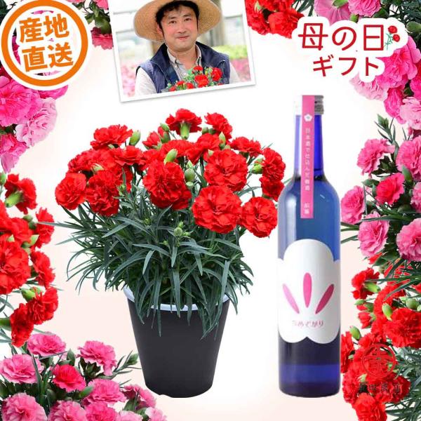 【商品について】カーネーション5号鉢と梅酒のセットカーネーションはピンク系・赤系の明るい色でおまかせとなります。【梅酒うめざかり】内容量500mlアルコール度数12度原材料 日本酒、梅、果糖精米歩合 50%保存方法 常温製造元 岡部合名会社...