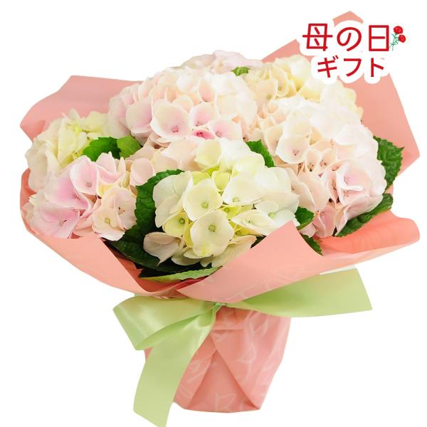 【商品情報】てまり咲きの西洋あじさい コットンキャンディ 5号鉢です。ふわふわな綿あめをイメージさせる愛らしさが特徴で、白からピンクに変化するフェミニンカラーの花色が魅力です。デンマークスクロール社が開発した白〜ピンクに変化します。ジャパン...